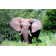 17 Stories Great African Elephant by Mkf - Print | Wayfair.co.uk