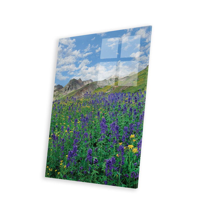 Millwood Pines Larkspur, American Basin, San Juan Mts, Colorado by Tim ...