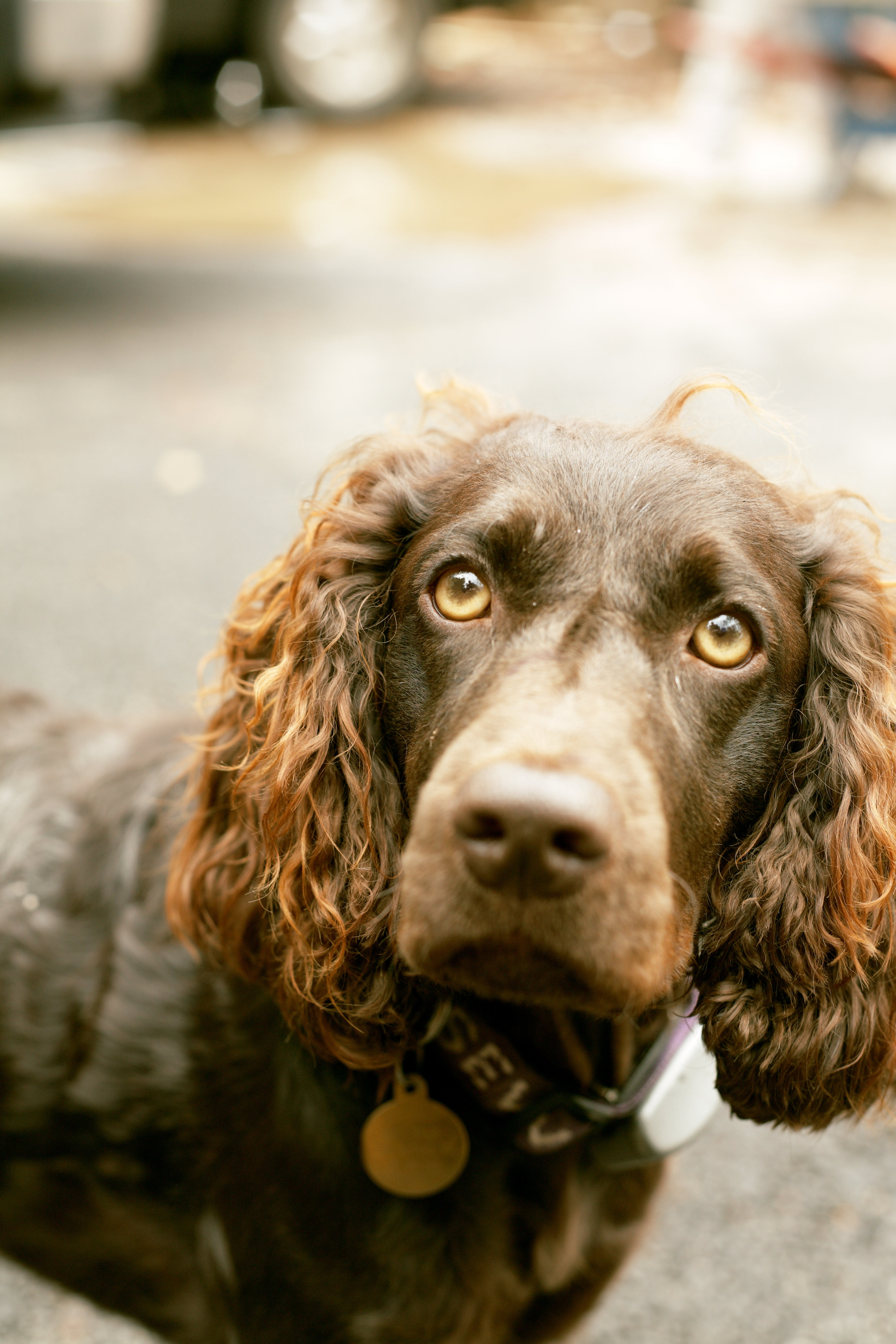 Wade Logan® The Boykin Spaniel by Chrisluker - Wrapped Canvas ...