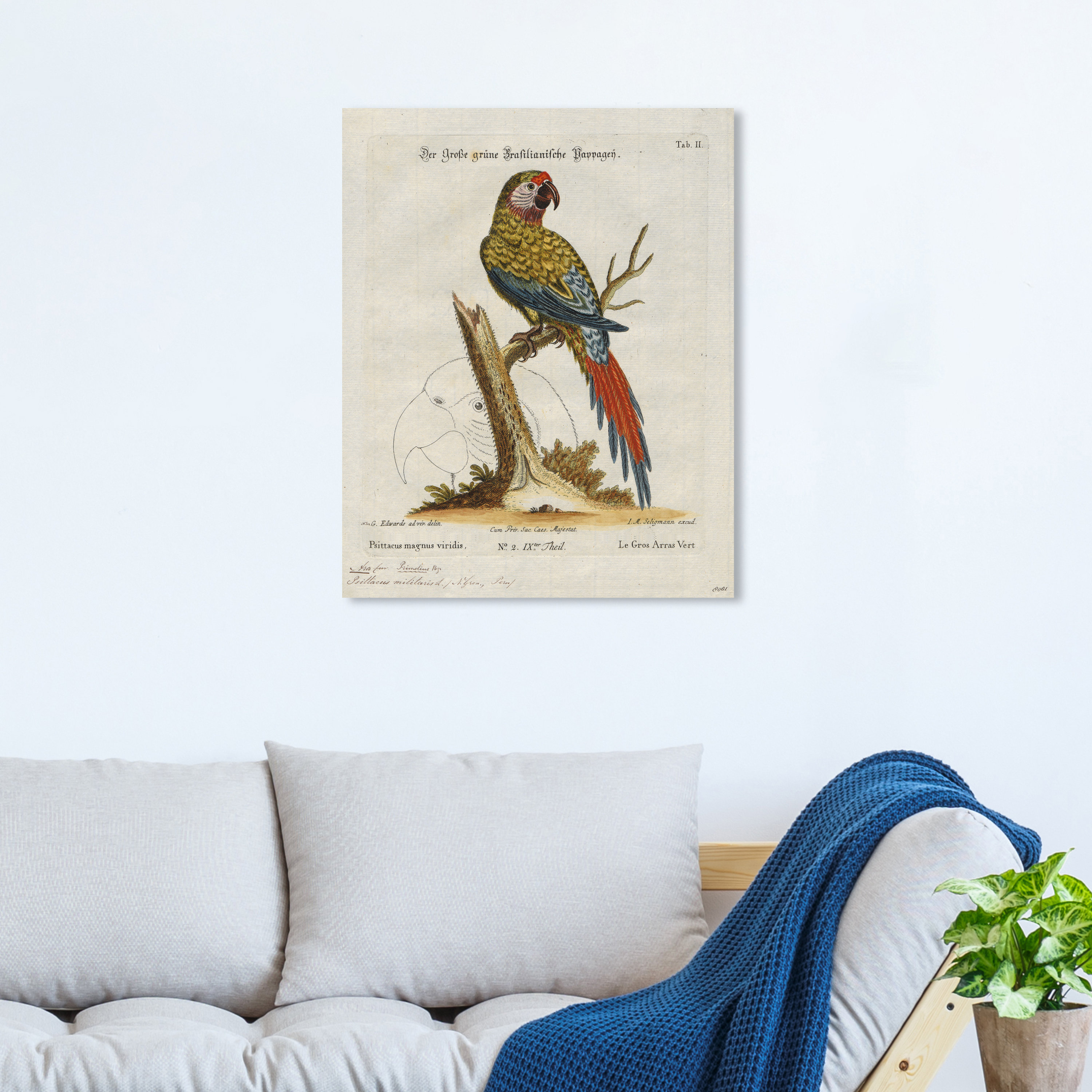 Oliver Gal Prints Animals Military Macaw Birds by Oliver Gal - Graphic ...