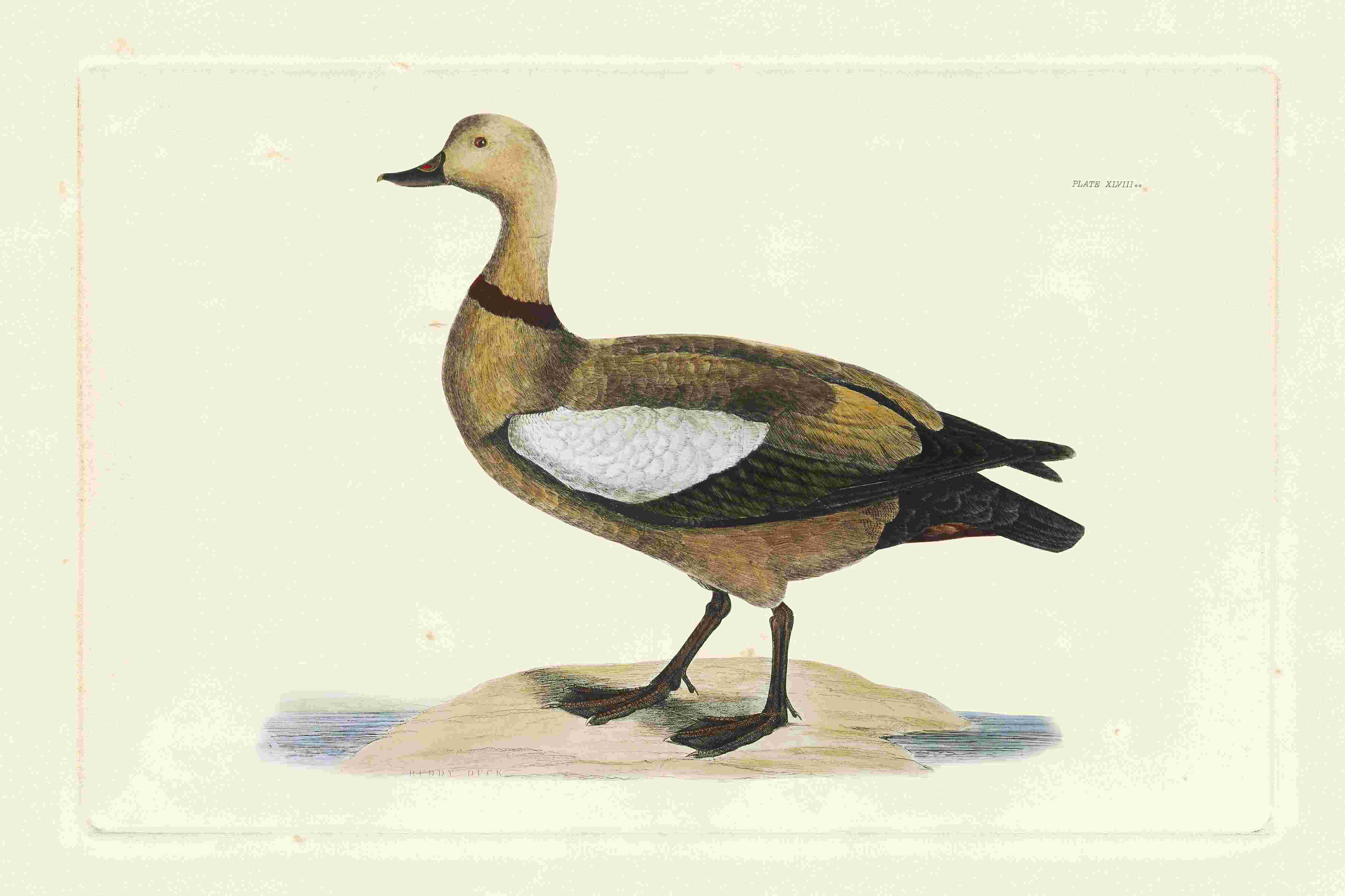 Rosalind Wheeler Selby Duck V 2855420 - Wayfair Canada