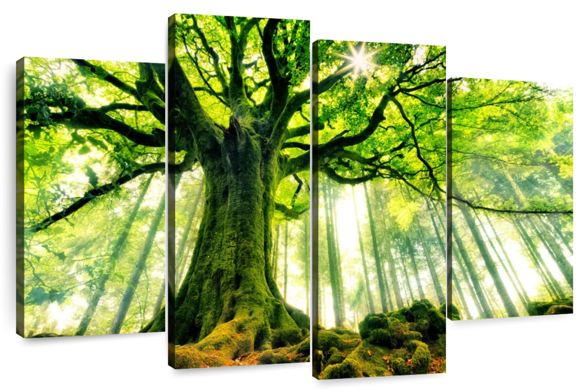 Lark Manor Harnek Ponthus' Beech In Broceliande Forest - Wayfair Canada
