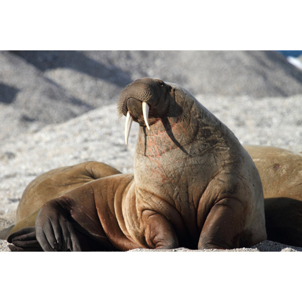 17 Stories Arctic Walrus by Serengeti130 - No Frame Print on Canvas ...