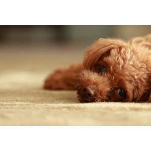 Ebern Designs Toy Poodle by Kappi - Wrapped Canvas Photograph | Wayfair