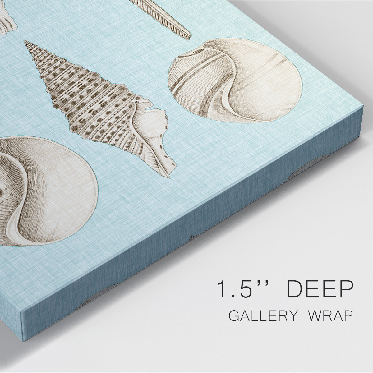 Dovecove Sepia & Aqua Shells II - Wrapped Canvas Painting | Wayfair