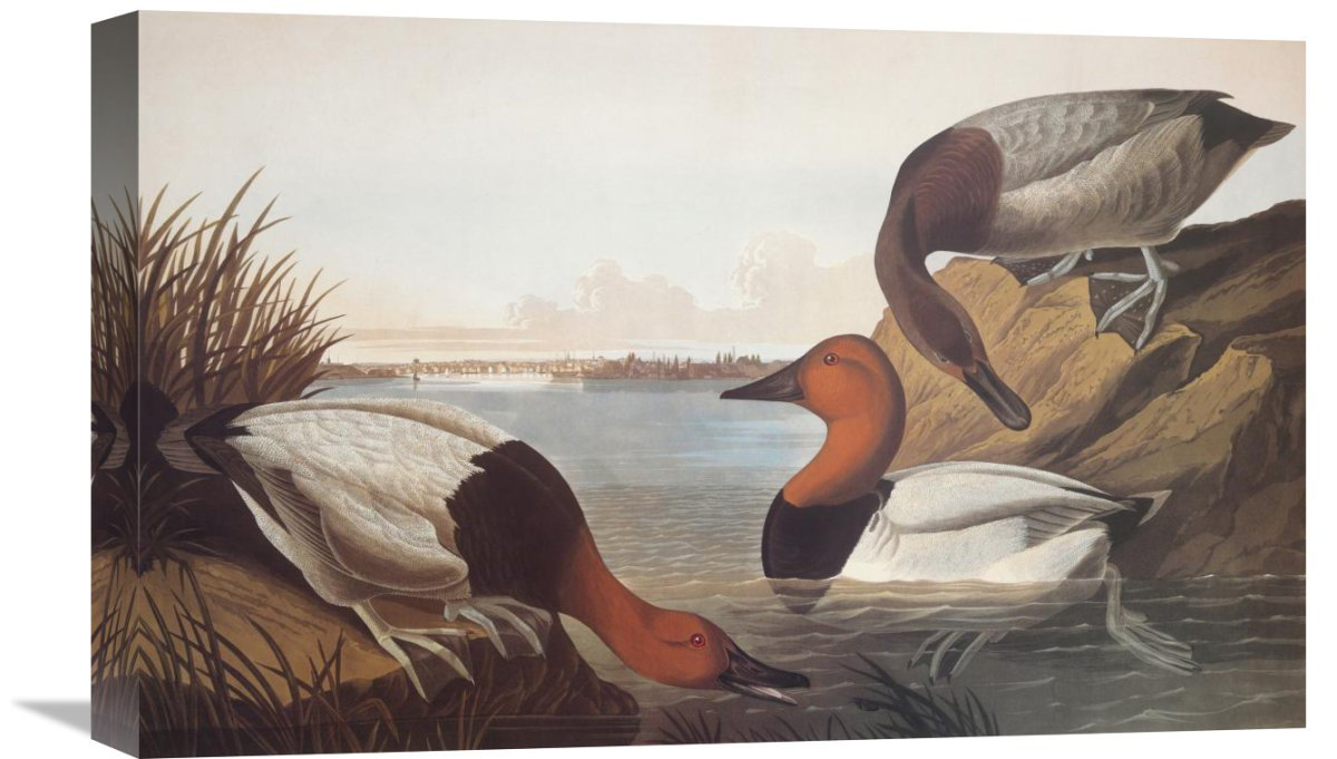 Global Gallery 'Canvas Backed Duck' by John James Audubon Painting ...