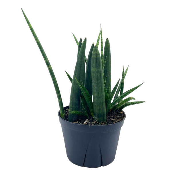 Florida House Plants Sansevieria Boncel Cylindrica 6 Inch | Wayfair