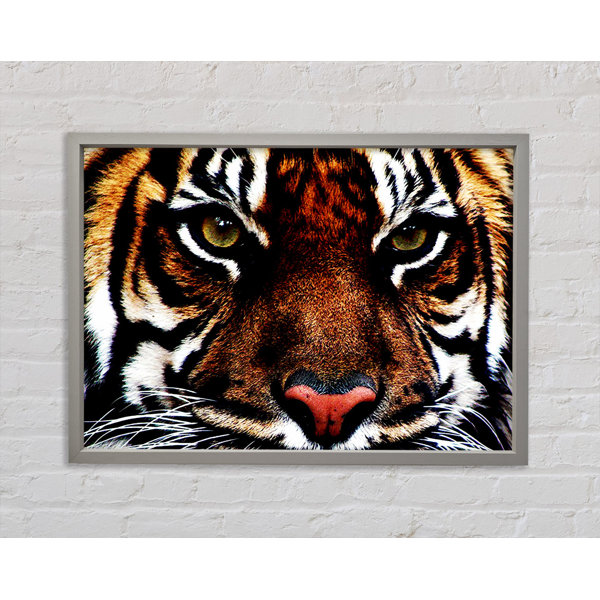 Bright Star Male Tiger Face - Single Picture Frame Print on Canvas ...