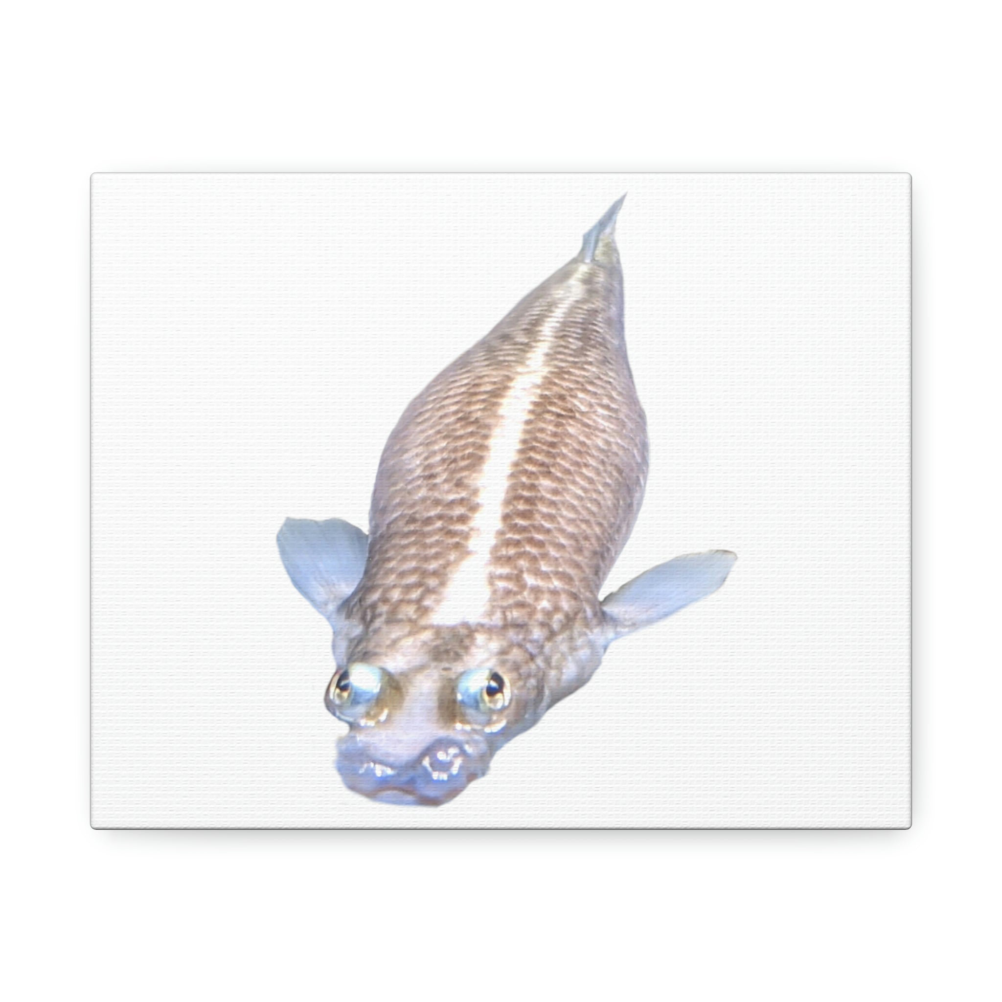 Rosecliff Heights Koi Fish by Leonardo Da Vinci - Wrapped Canvas ...