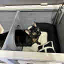 Tucker Murphy Pet™ Chayce Gray Wood Dog House & Reviews | Wayfair