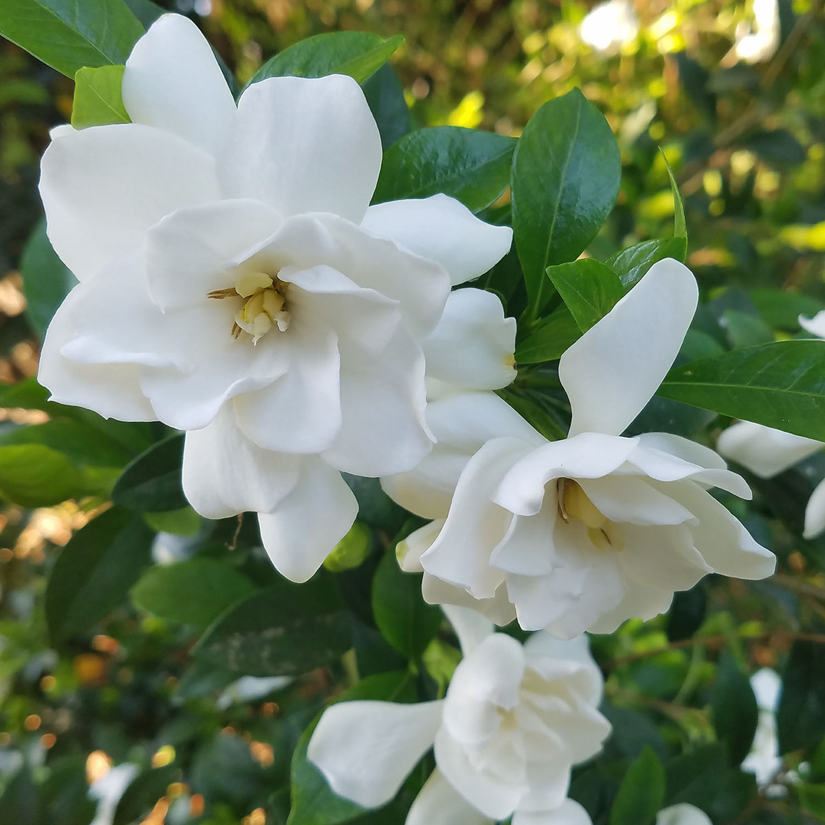 Southern Living Plant Collection 2.5 Qt. Jubilation Gardenia - Full Sun ...