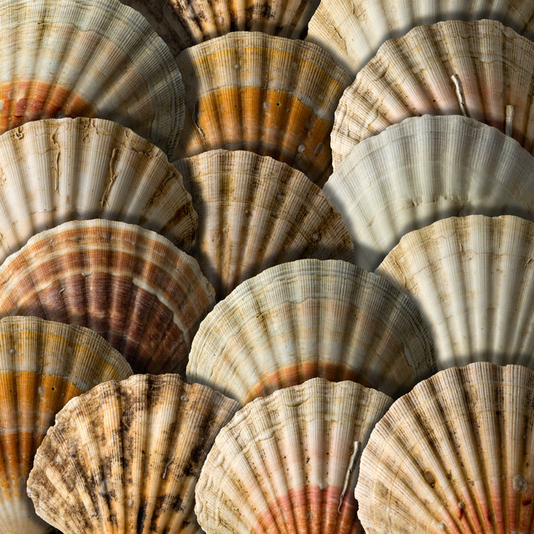 Bay Isle Home Scallop Shells Background by Catalby - Wrapped Canvas Art ...