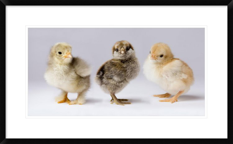 Global Gallery " Domestic Chicken Chicks Showing Genetic Variation Used ...