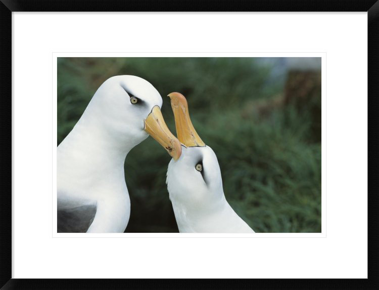 Global Gallery « campbell albatrosses courting, campbell island ...