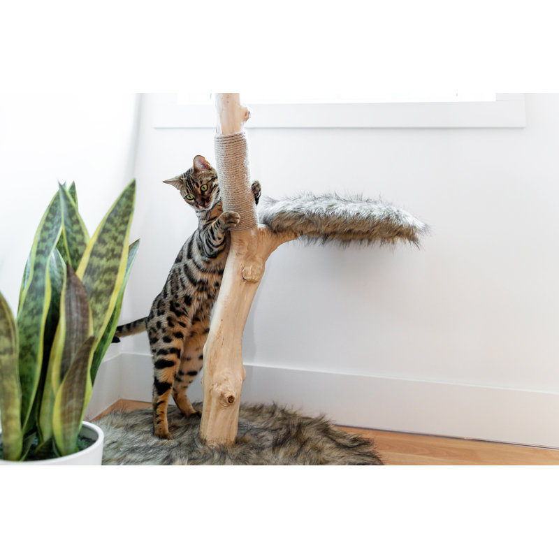 Archie & Oscar™ 43" Lina Cat Tree & Reviews | Wayfair