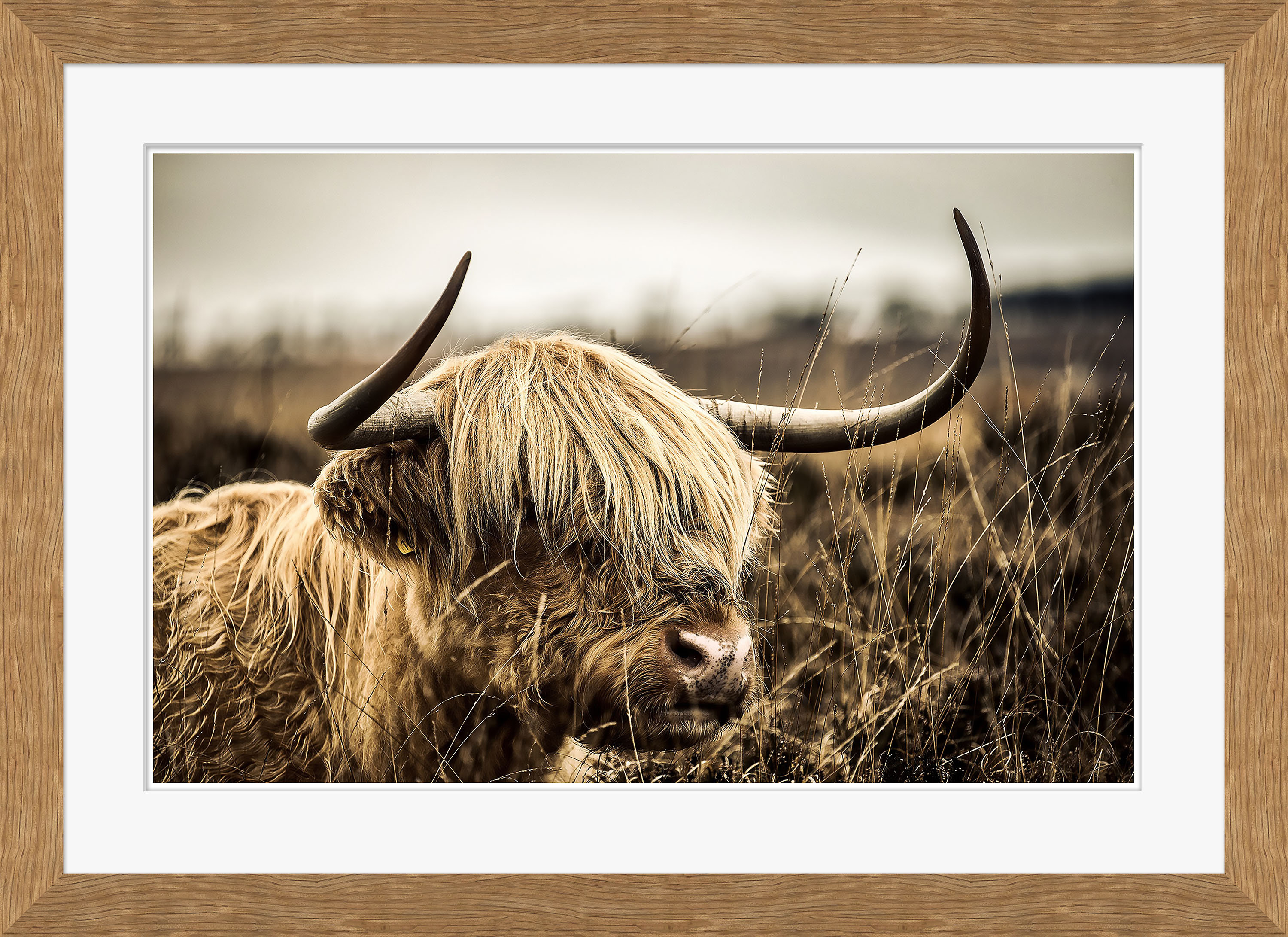 Soicher Marin Highlands Cow - Picture Frame Photograph Print - Wayfair ...