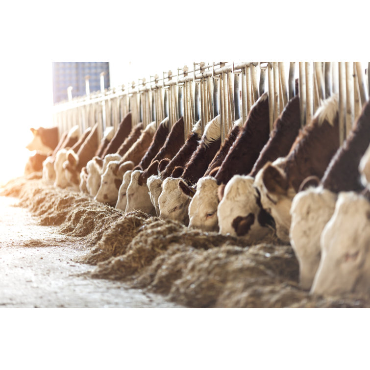 Brambly Cottage Simmental Cows by 123ducu - No Frame Art Prints on ...