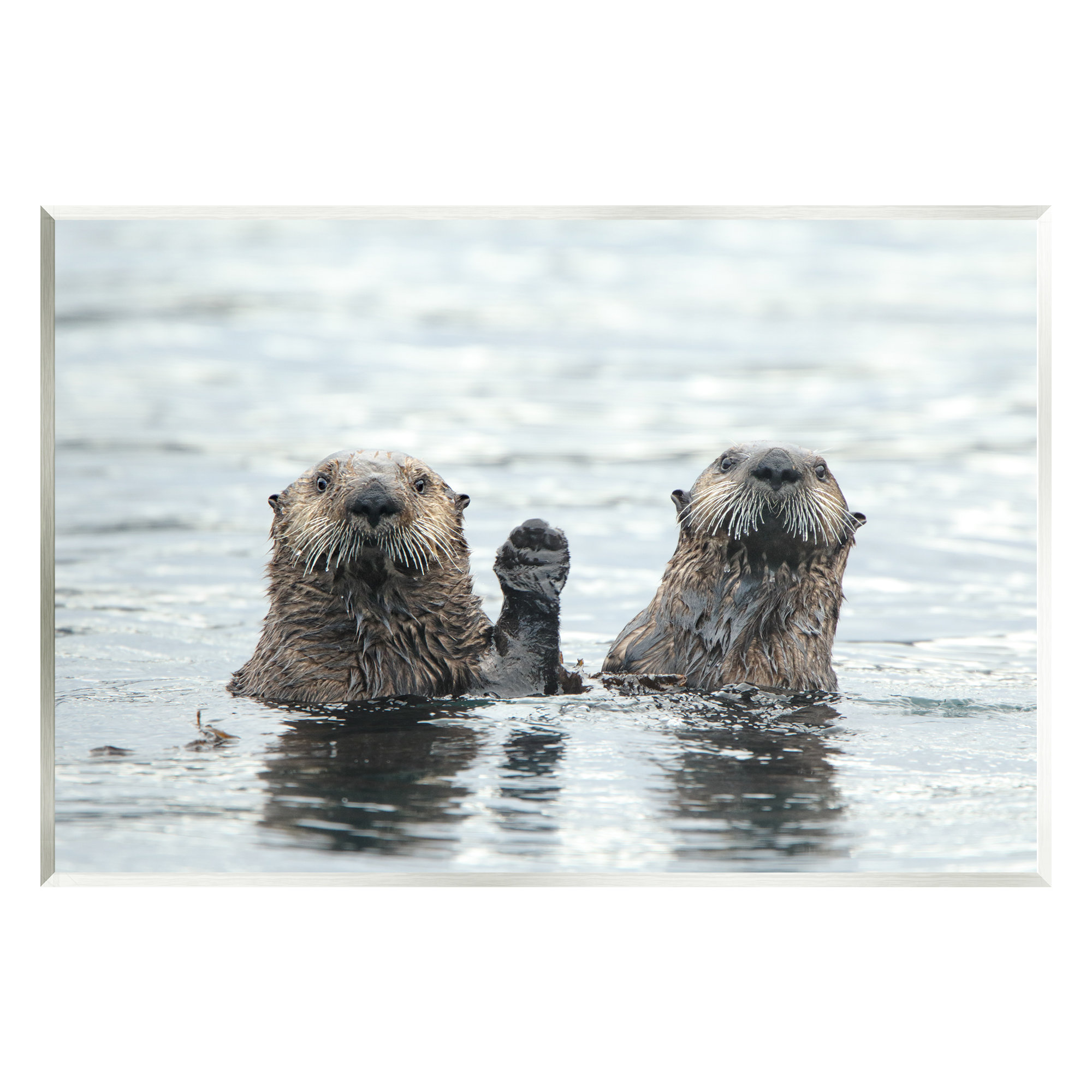 Stupell Industries Peeking Otters In Water On MDF by Donna Bourdon ...