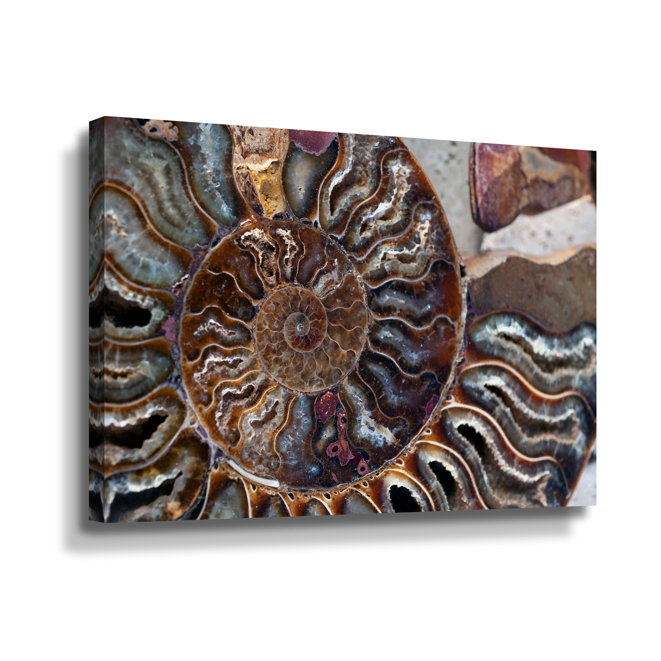 Everly Quinn Big Sprial Fossil - Print on Canvas - Wayfair Canada