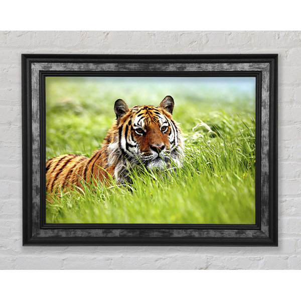 Bright Star Amazing Siberian Tiger - Single Picture Frame Print ...