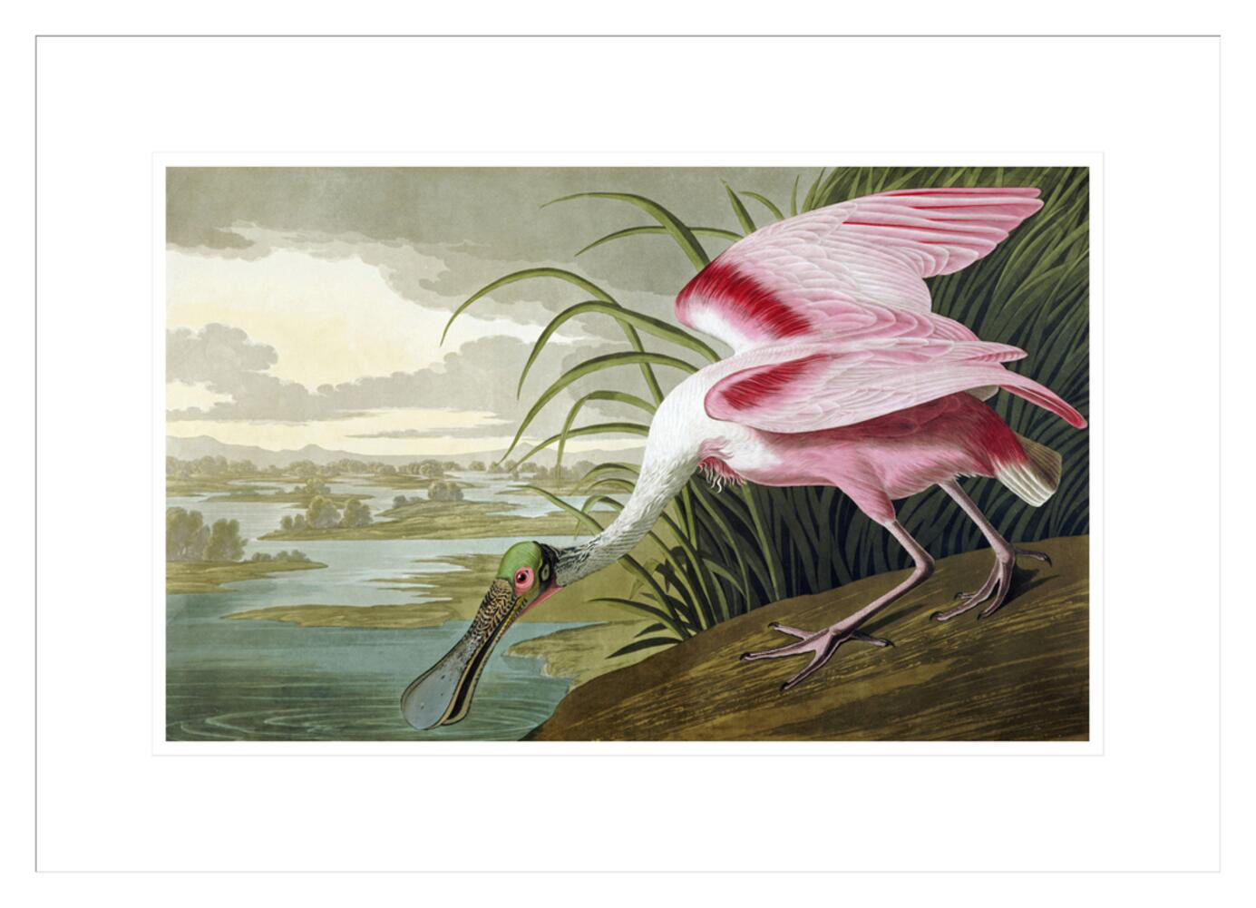 Canora Grey Roseate Spoonbill by John James Audubon -Framed Giclee ...