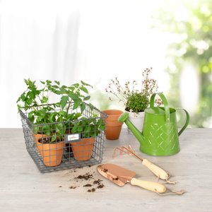Dotted Line™ Albie Metal General Basket & Reviews | Wayfair