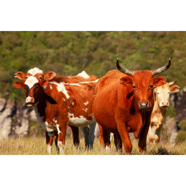 Natur Pur Cows Looking At In Rio Grande Do Sul by Agustavop - Print ...