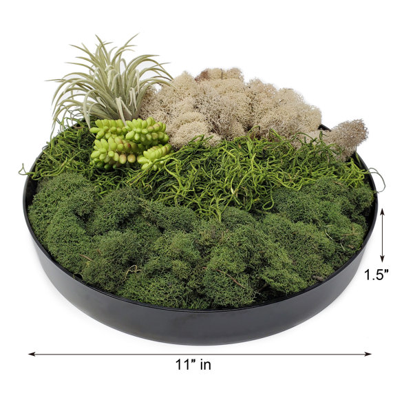 Syndicate Sales Tray & Reviews | Wayfair