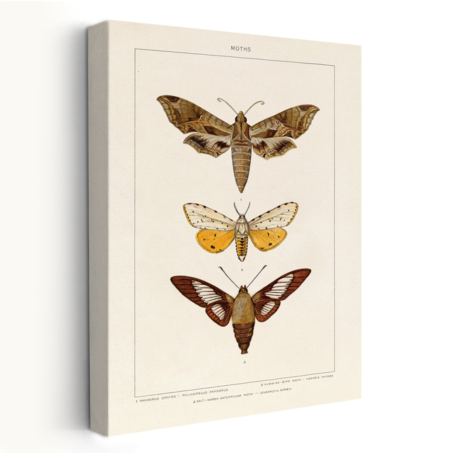 Ophelia & Co. Vintage And Country/Cottage Vintage Moths I | Wayfair