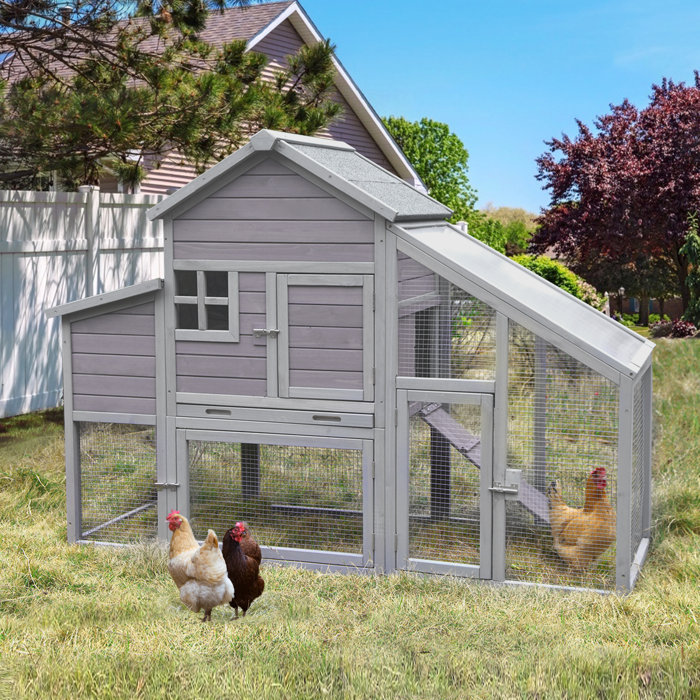 Tucker Murphy Pet™ Cicely 9.39 Square Feet Chicken Coop with Chicken ...