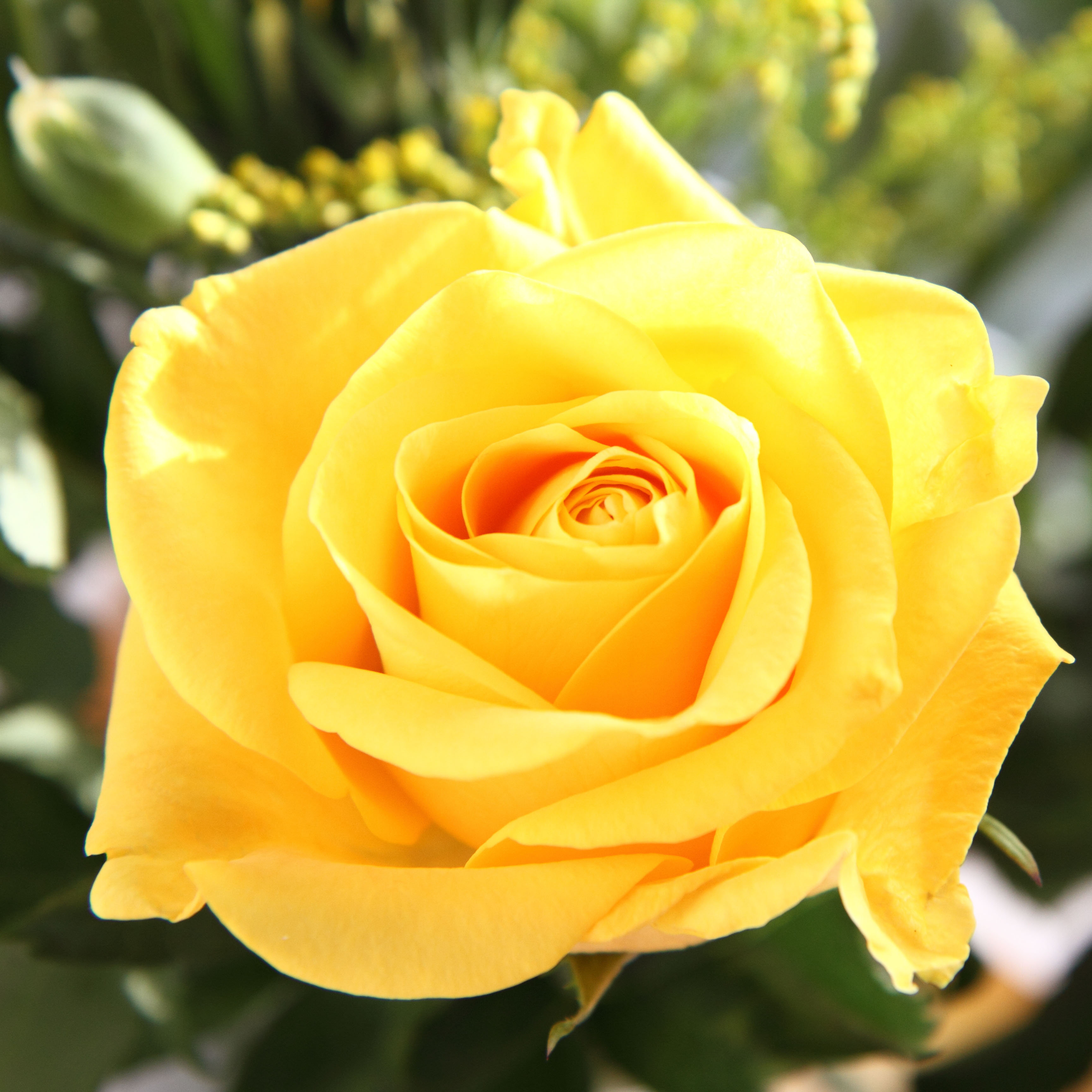 Wildon Home® Olivari Yellow Rose by Teine | Wayfair