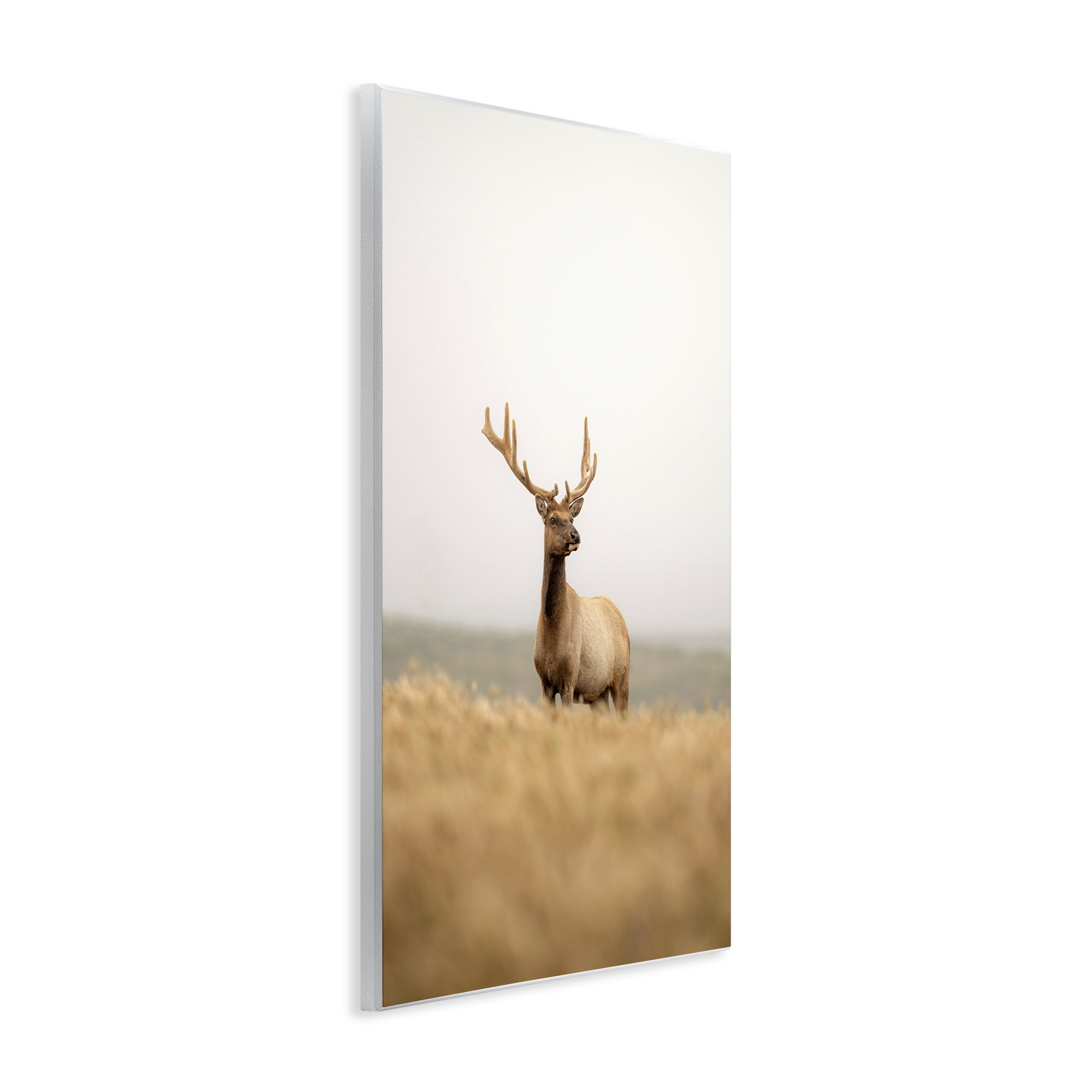Ebern Designs Stoic Tule Elk Wall Plaque Art by Crystal Lynn Collins ...