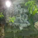 Penn Plax 1 Gallon AquaTerrium™ Aquarium Tank & Reviews | Wayfair