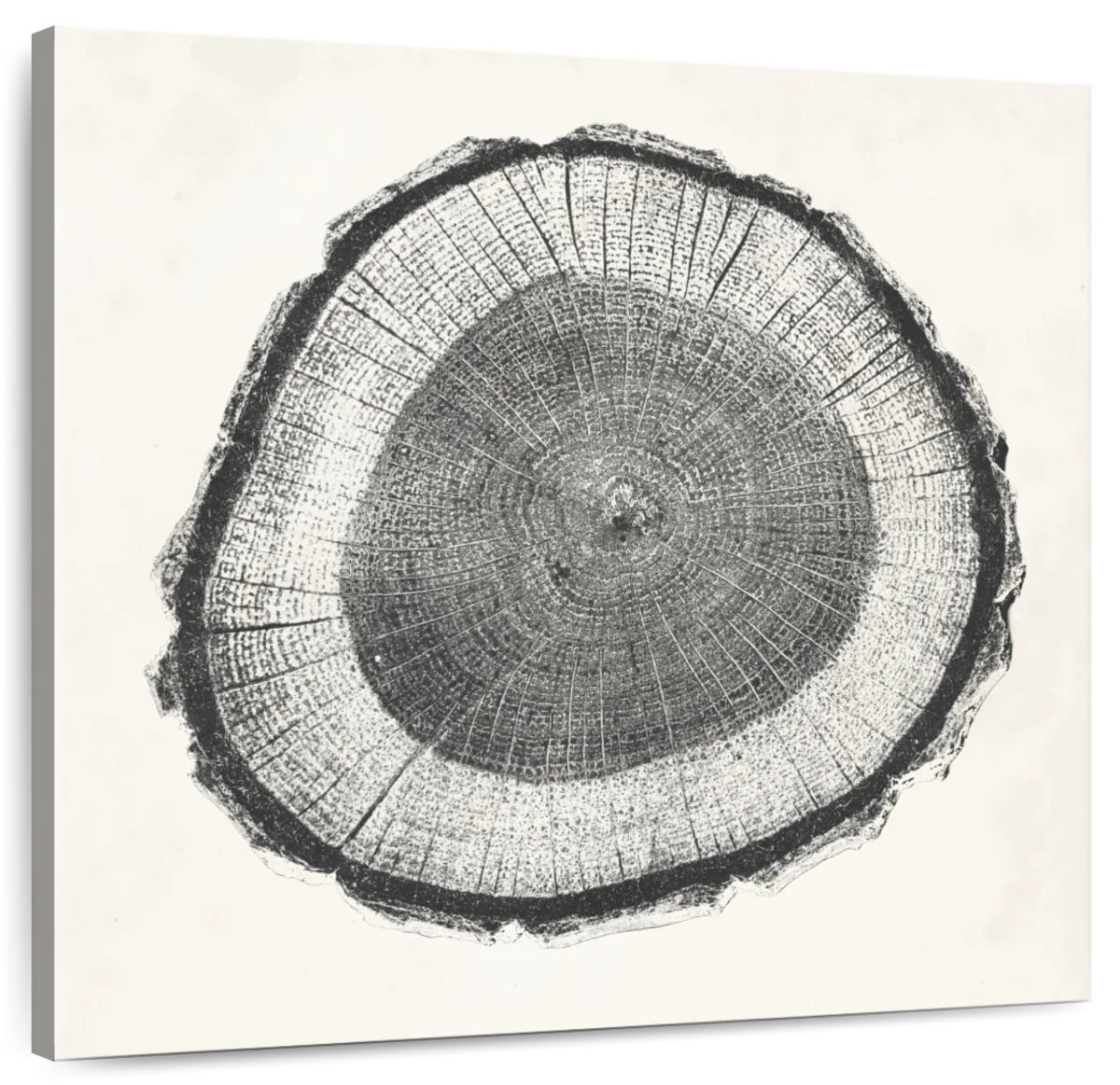 Wade Logan® Avery Tree Ring II | Wayfair