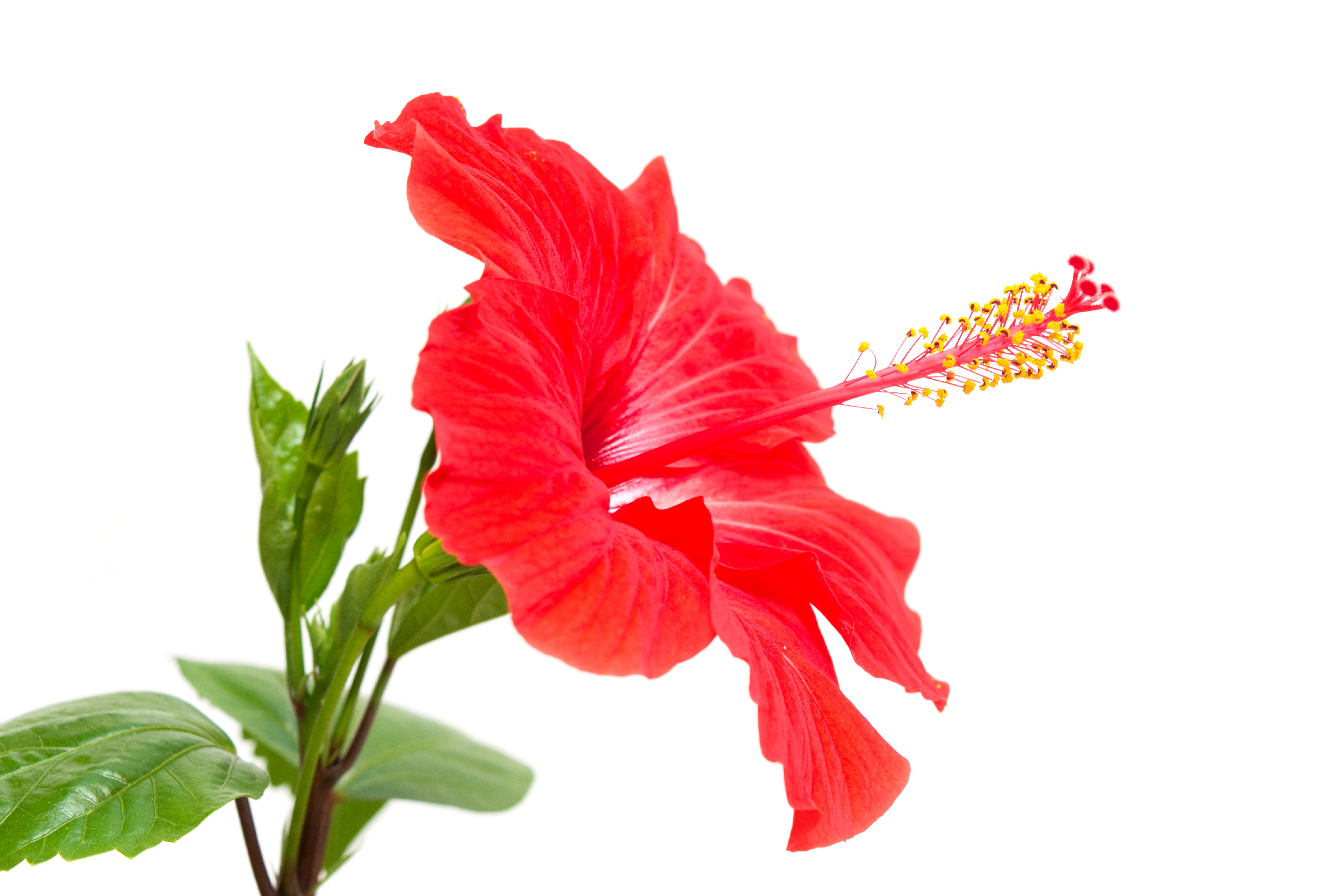 Bay Isle Home™ Red Hibiscus by Hirurg | Wayfair