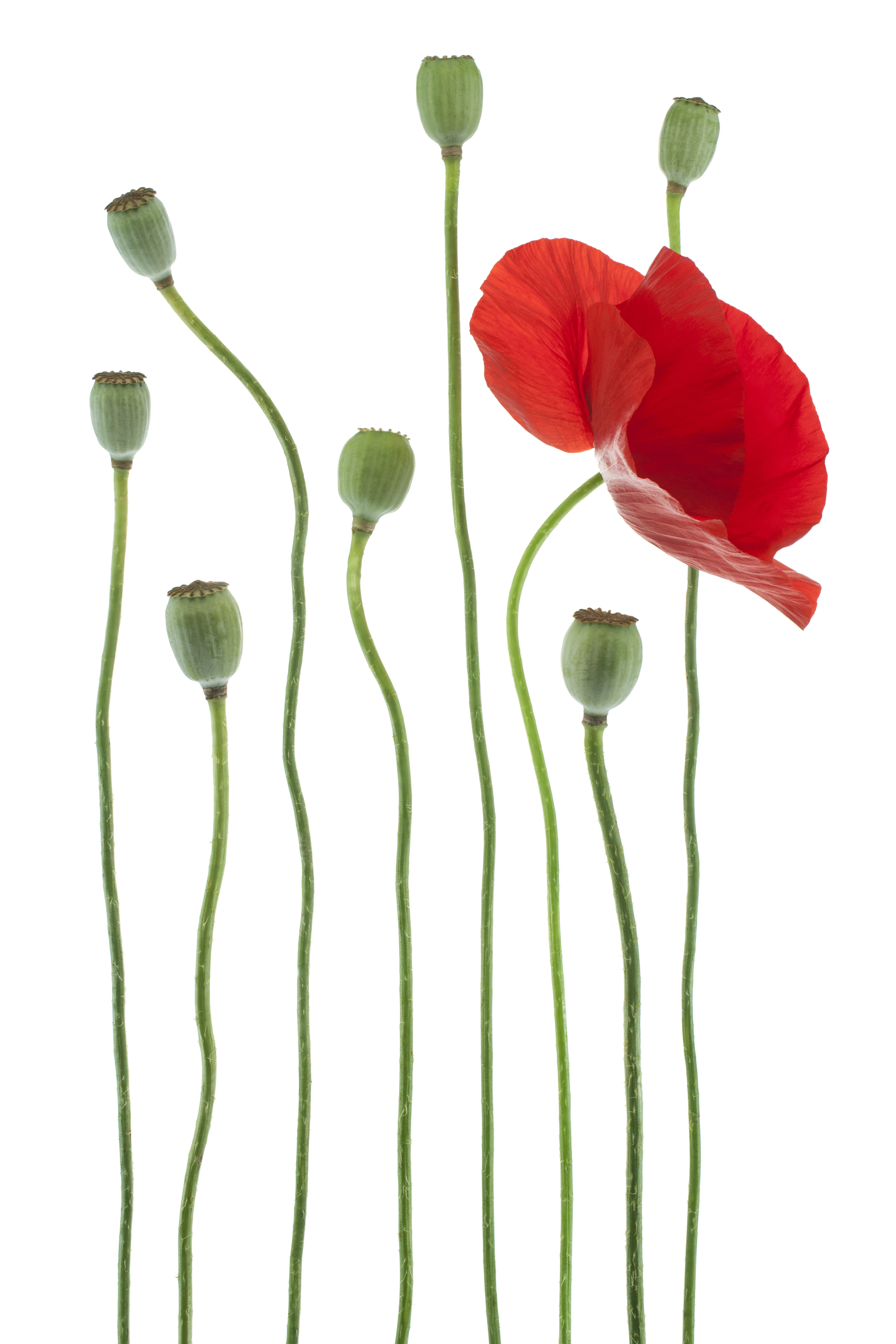 Hokku Designs Poppy - Wayfair Canada