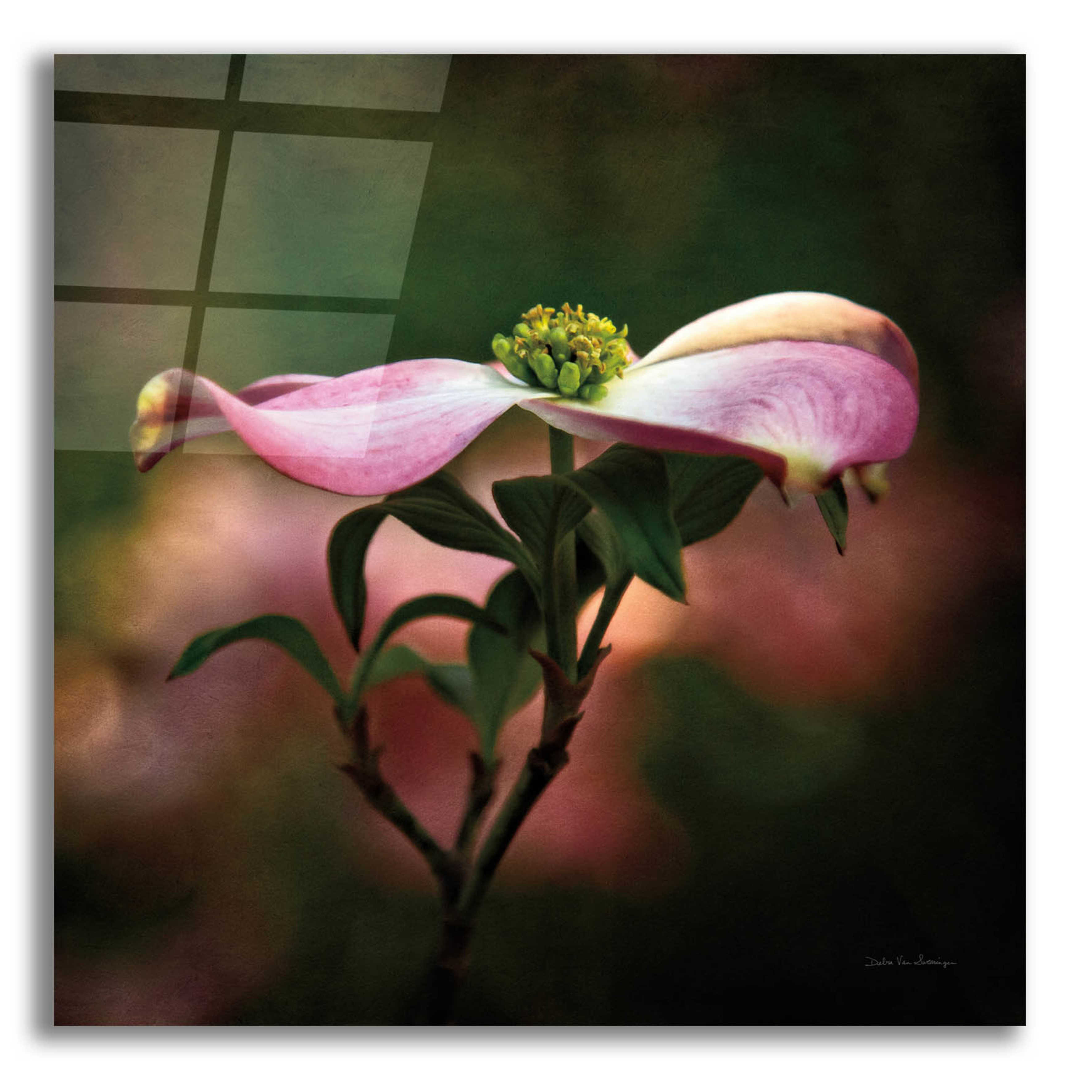 Latitude Run® ''Pink Dogwood I'' By Debra Van Swearingen, Acrylic Glass ...