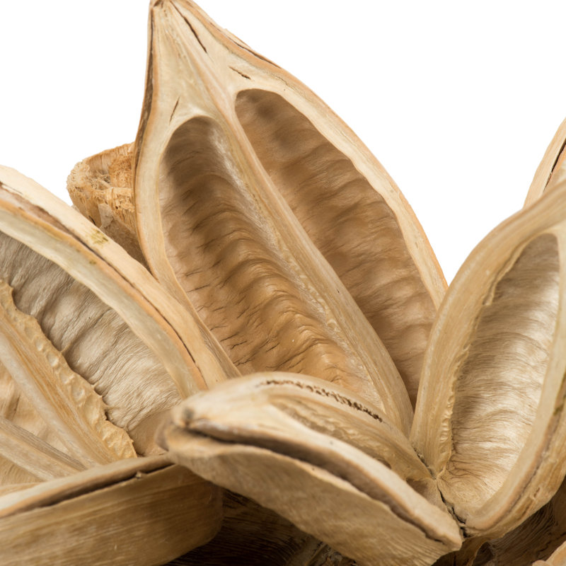 Primrue 12-16" Bleached Star Pod, Extra Large "& Reviews" | Wayfair