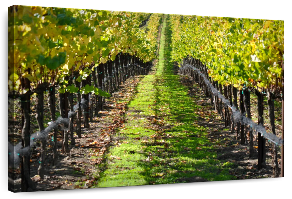 Ebern Designs Yarlin Napa Valley Vineyard | Wayfair