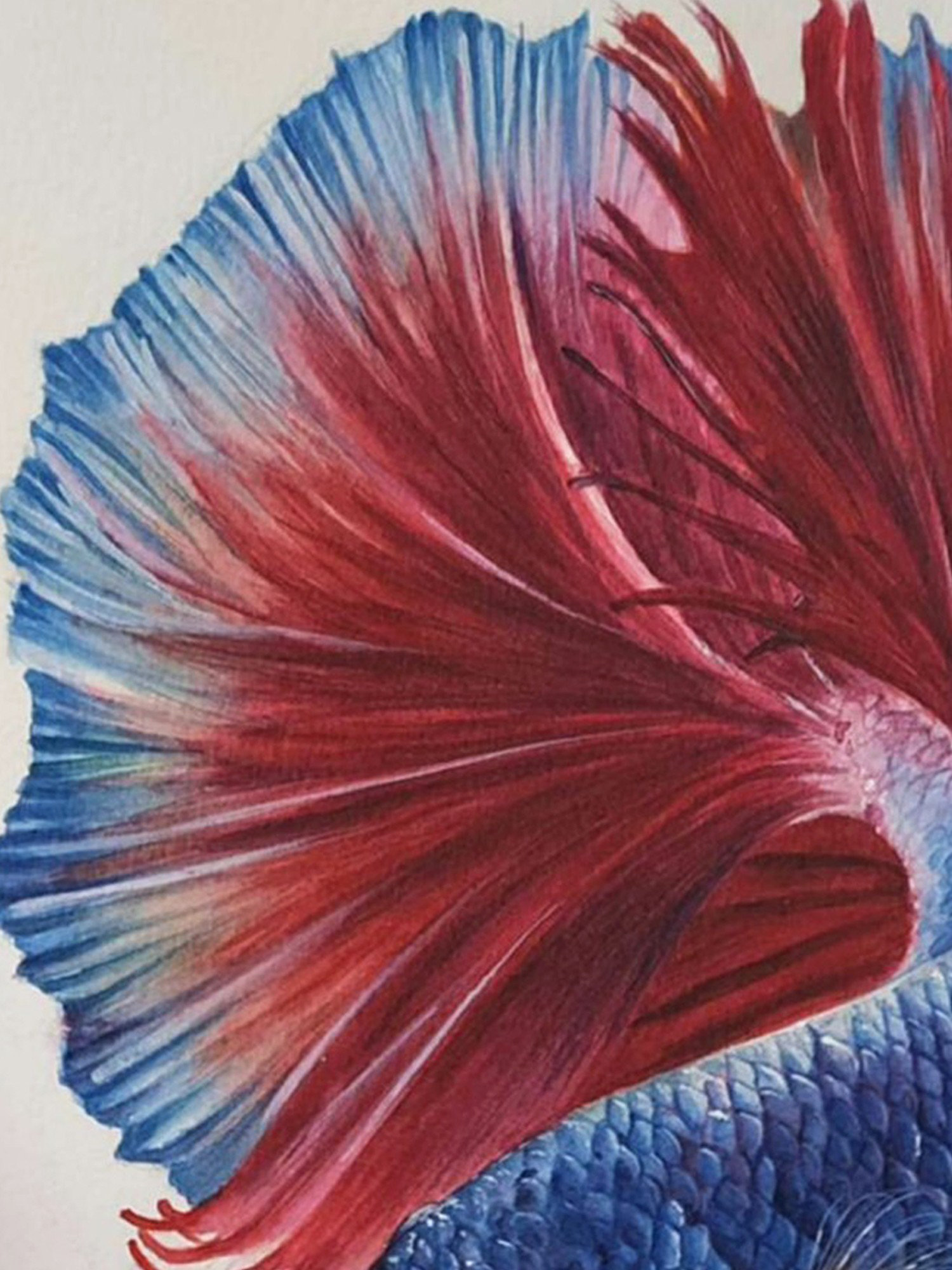Rosecliff Heights Colourful Little Betta Fish | Watercolor On Paper ...