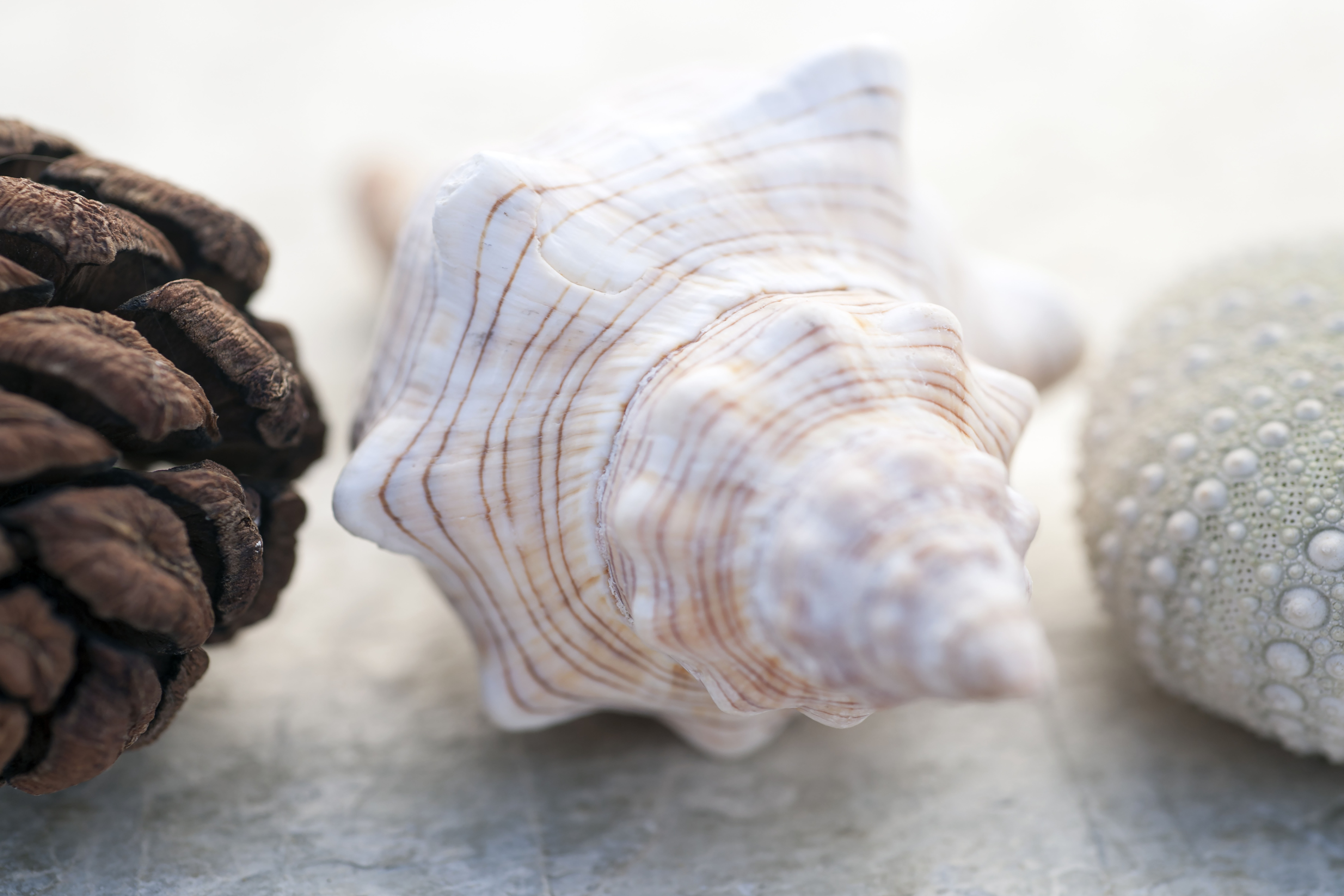 Rosecliff Heights Shell Portrait III - Wayfair Canada