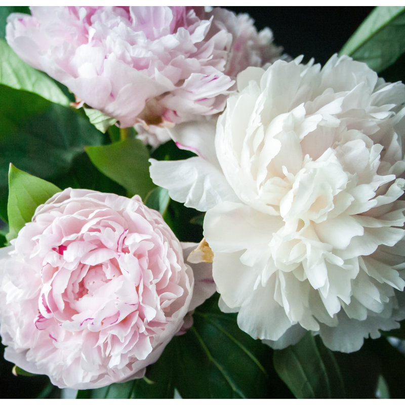Primrue Mixed Colorful Peonies- 4 Roots - White, Pink, Red Flowers ...