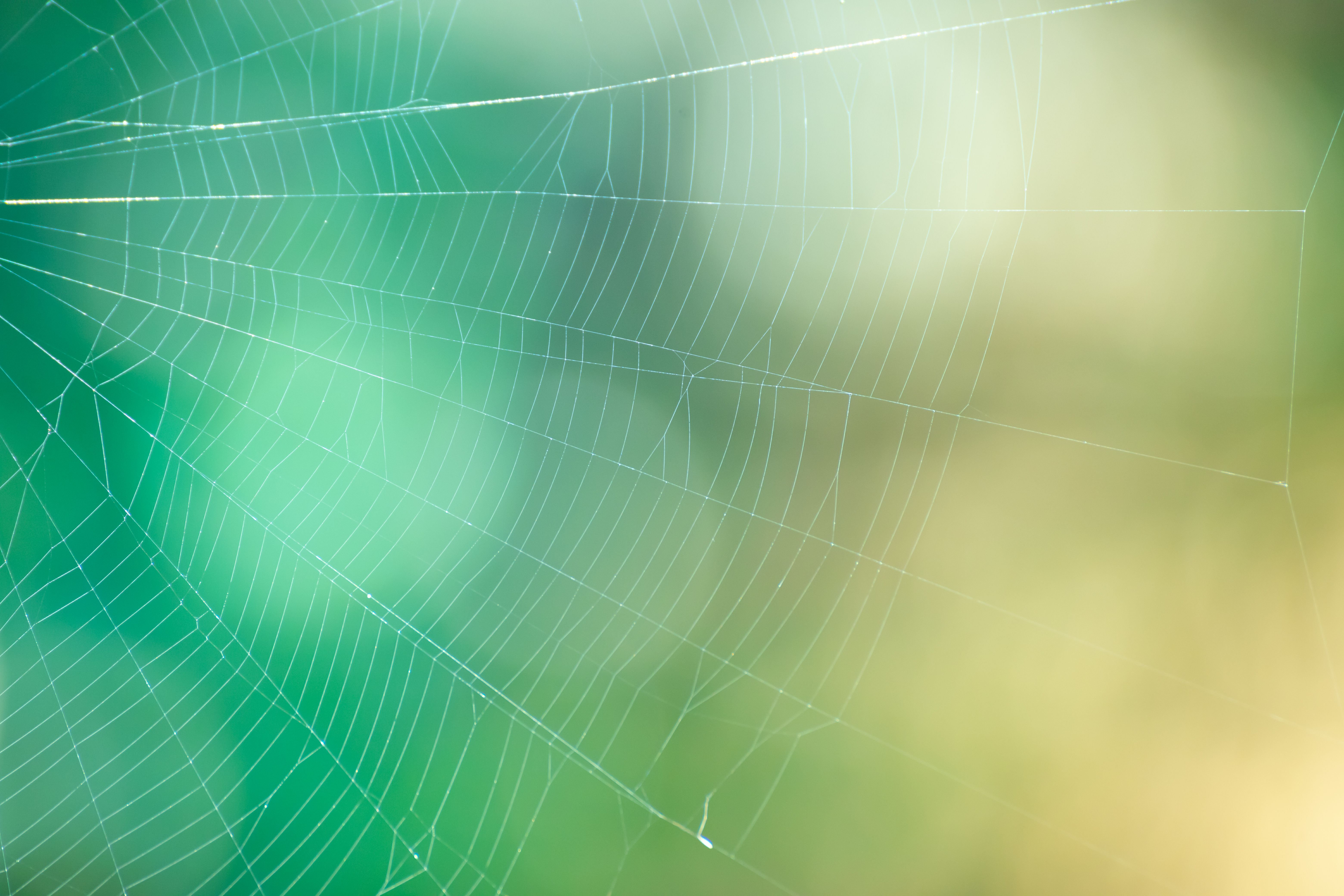 Ebern Designs " Natural Spider Web " by Ratchat | Wayfair