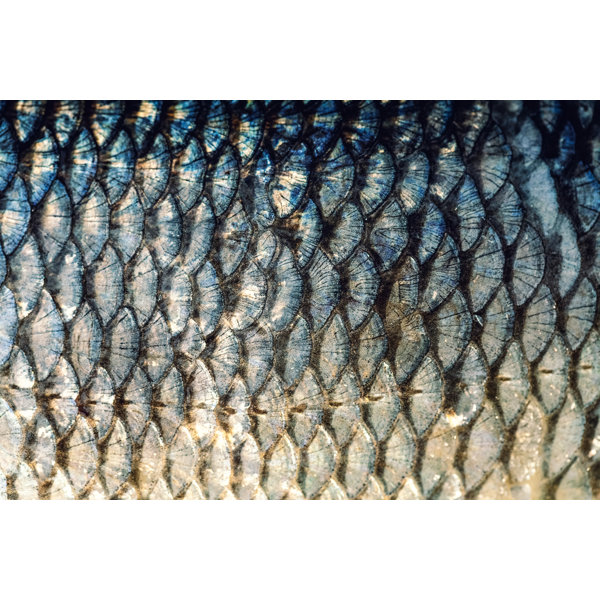 House of Hampton The Fish Scales | Wayfair.co.uk