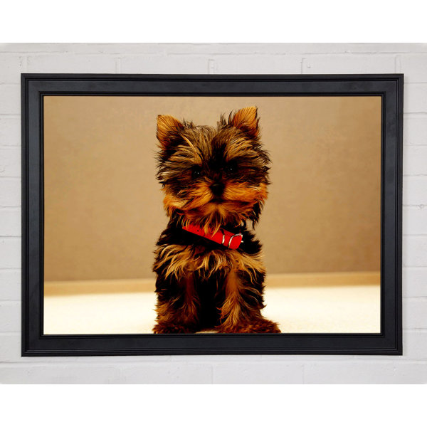 Brayden Studio Yorkshire Terrier Puppy - Single Picture Frame Art ...