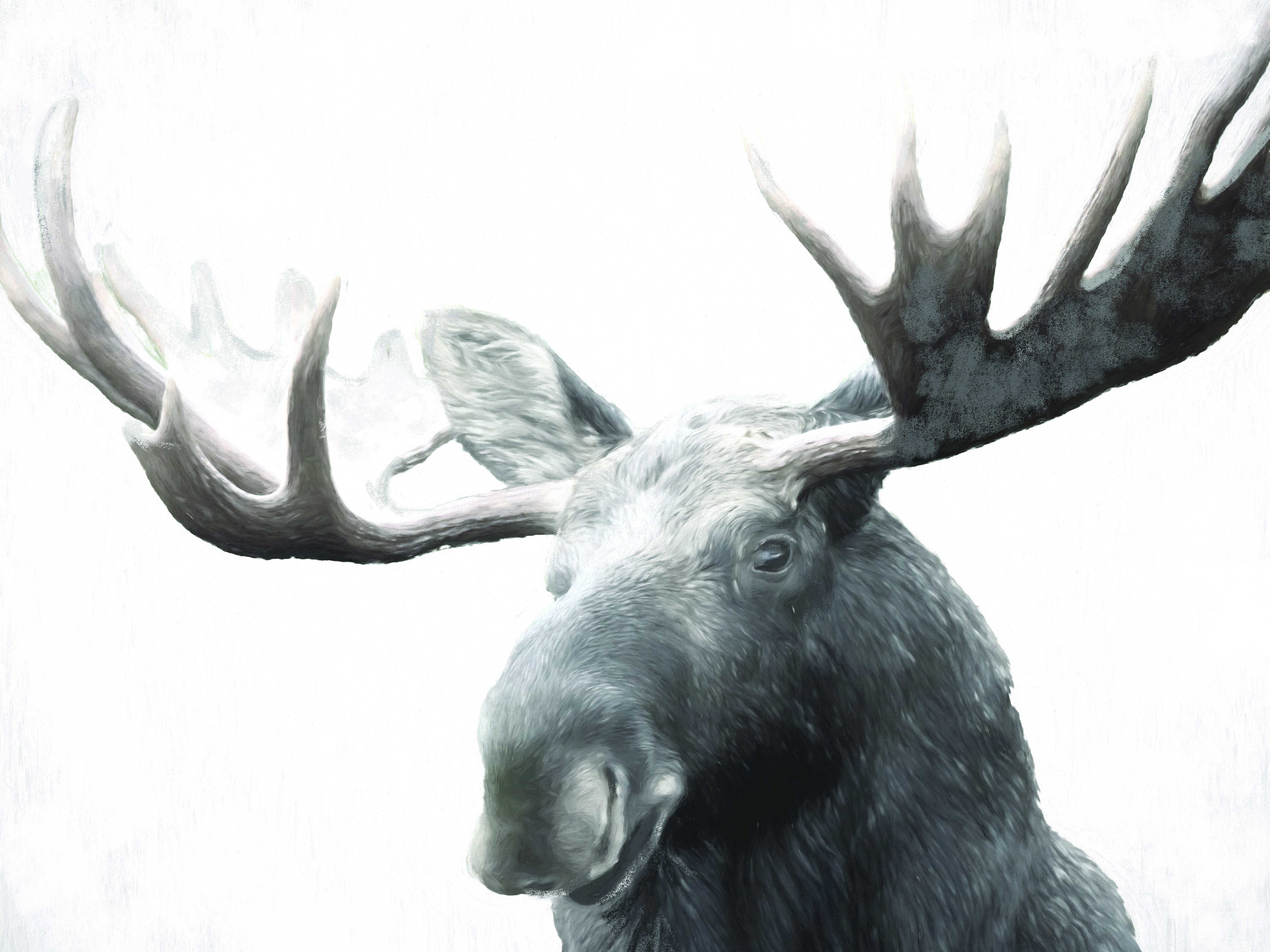 Loon Peak Painted Close Up Moose - Wayfair Canada