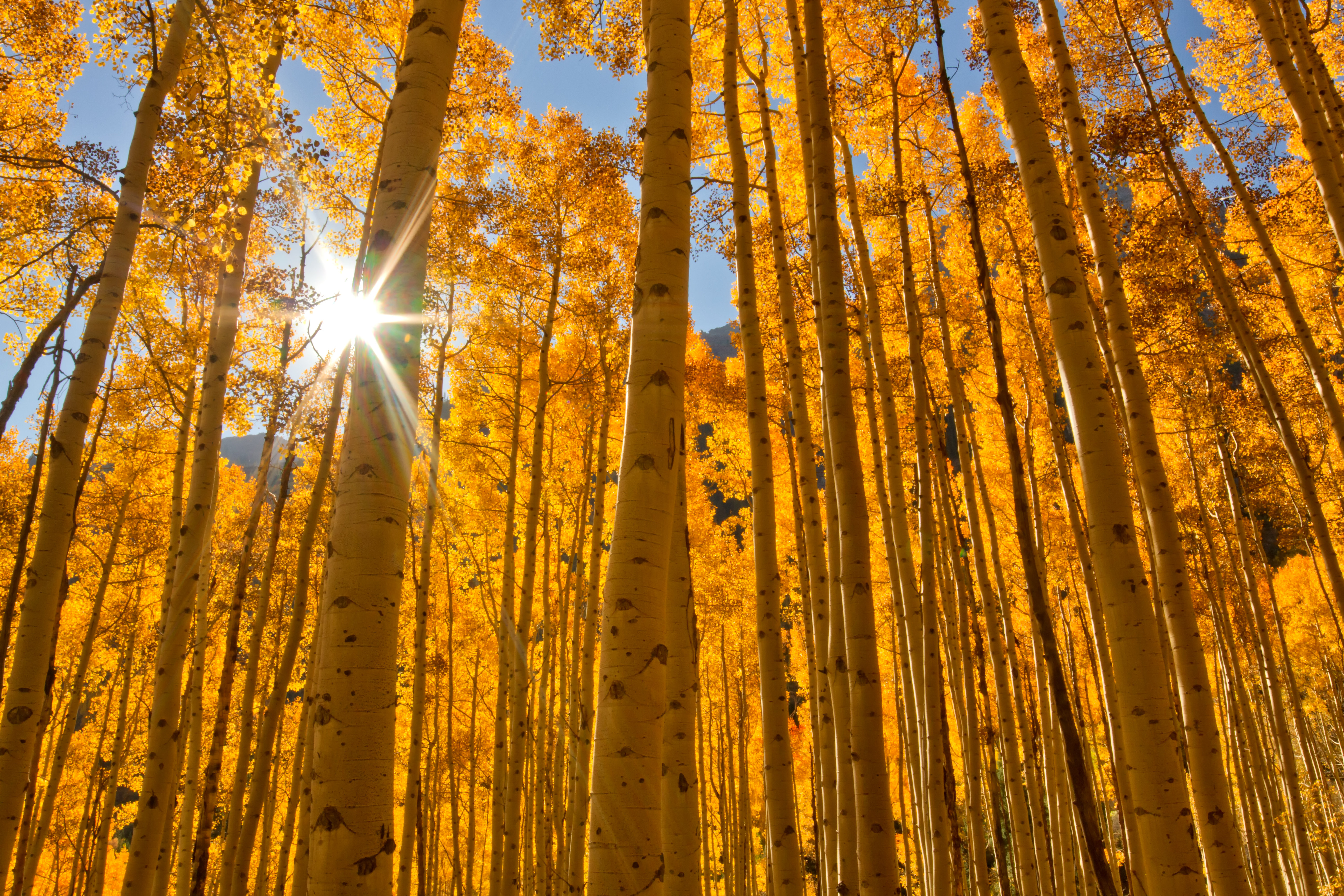 Union Rustic Fall Aspen Trees | Wayfair.co.uk