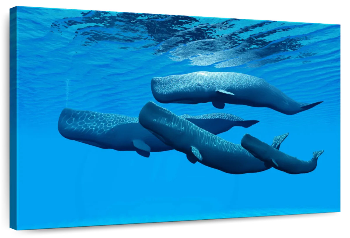 Beachcrest Home™ Sperm Whale Pod | Wayfair
