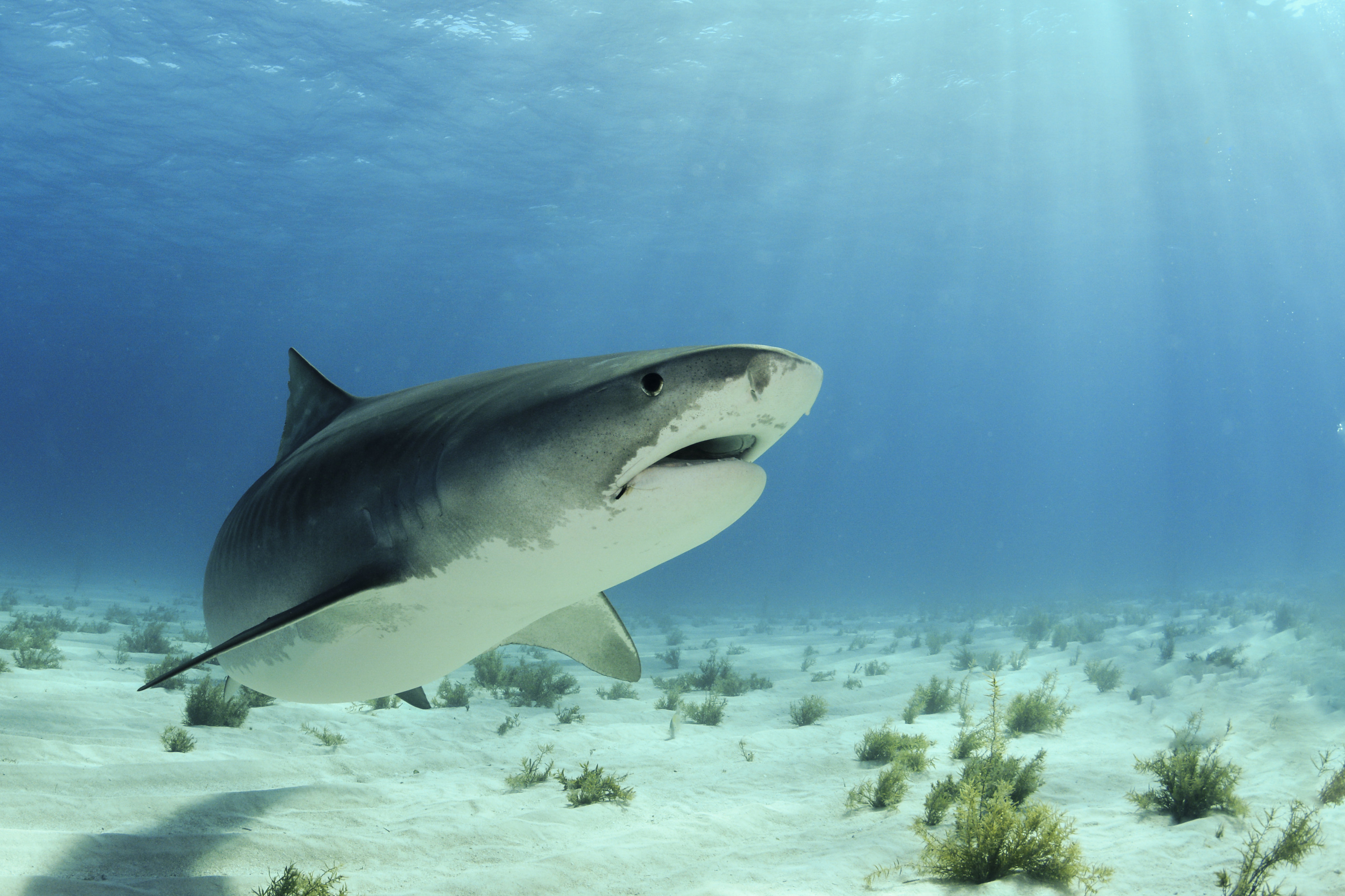 Highland Dunes Shark - Wrapped Canvas Photograph | Wayfair