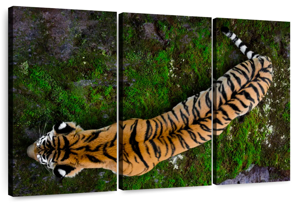 Ebern Designs Brampt Tiger From Above | Wayfair